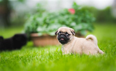Cute Pug Puppies Wallpapers 4k Hd Backgrounds On Wallpaperbat