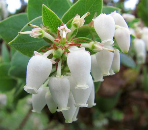 Pallid Manzanita Taken 111906 At Sobrante Ridge Regional Flickr