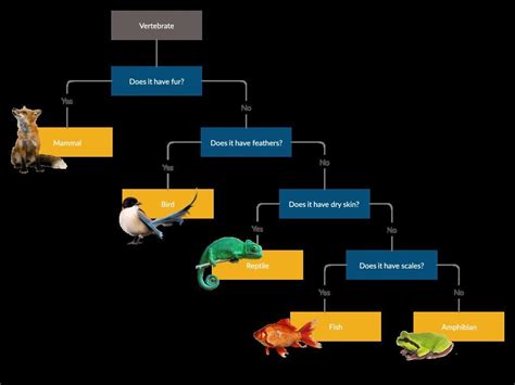 Dichotomous Key In Insects At Stefan Robinson Blog