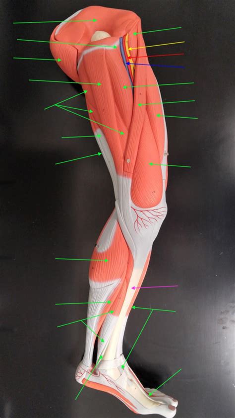 Leg Arteries Diagram Quizlet