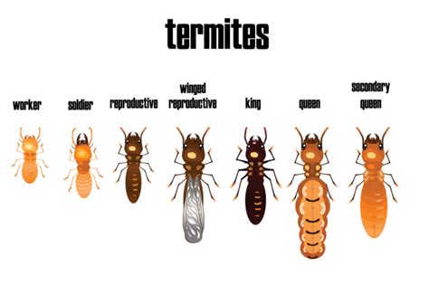 Termite Control Coastal Pest Control Of The Treasure Coast Inc