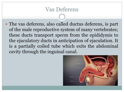 Vas Deferens