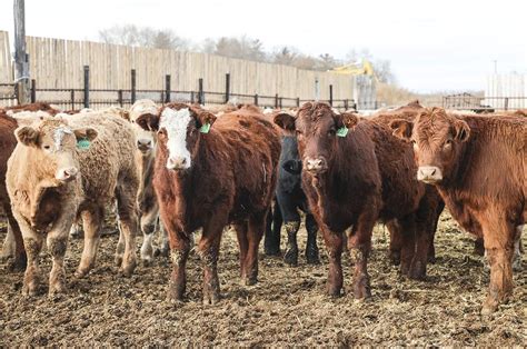 Feedlot Efficiency And Safety Prioritizing Cattle Welfare And