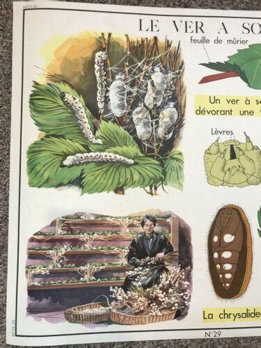 Rare Vintage French School Chart Poster Insects Silk Textiles Nylon
