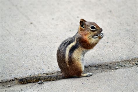 Fotos Gratis Naturaleza Suelo Linda Perfil Fauna Silvestre Salvaje Retrato Mamífero