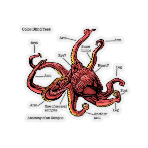 Octopus Dissection Diagram