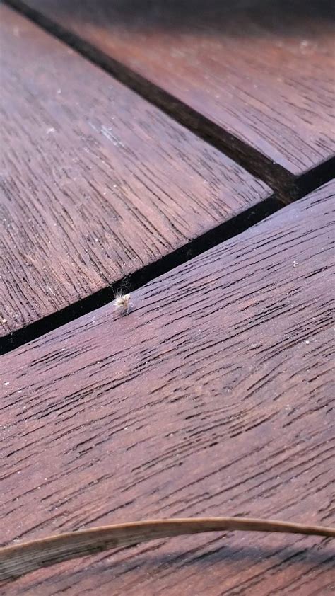 What Is This Crazy Spiked Insect Thingy Rwellington