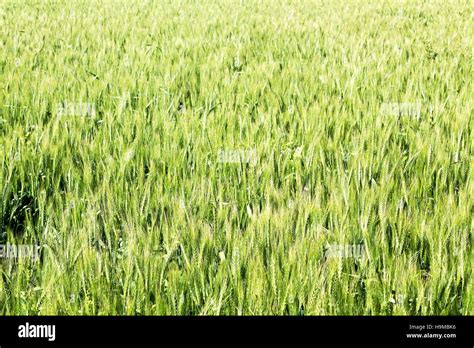In Iran Cultivated Farm Grass And Healty Green Natural Wheat Stock