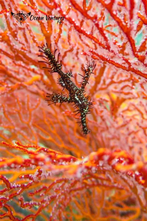 Ornate Ghost Pipefish In Fiji Marine Life Ghost Ornate