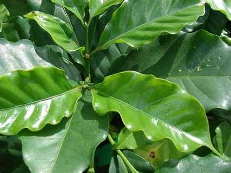 在家种植咖啡树的完整指南：步骤、养护和技巧