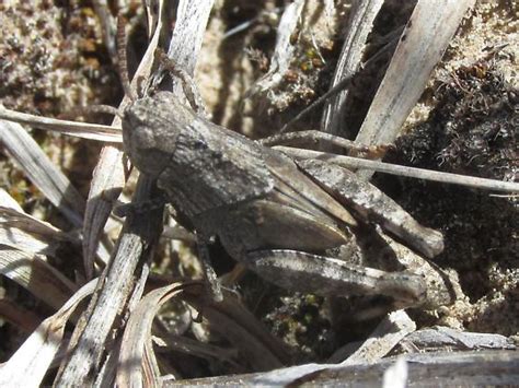 Arphia Conspersa Bugguide Net