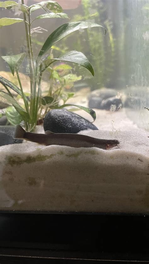 Gravid Pregnant Black Kuhli Loach Or Just Chonky Some Details In