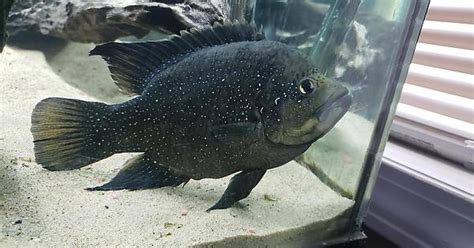 Rescued This 7 Inch Polleni Today He Was A Drop Off At My Local Fish