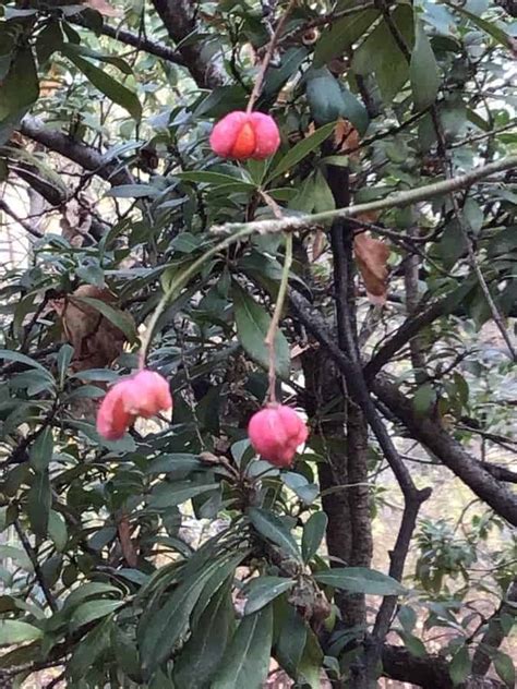 Euonymus Oxyphyllus Propagate One