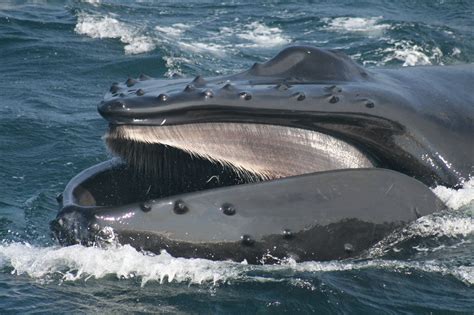 Blue Whale Teeth Size