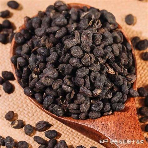 本草新编——补骨脂 知乎