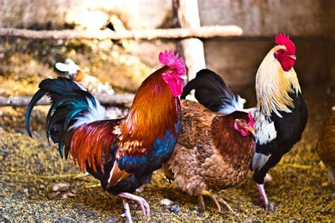 Chicken Flock Behavior