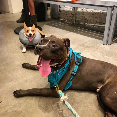 My Pibble Has The Cutest Friends Pitbulls