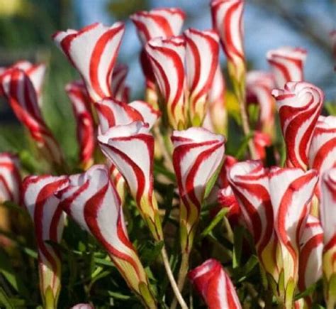 10 De Las Flores Exóticas Más Bonitas Del Mundo ¡no Te Las Pierdas