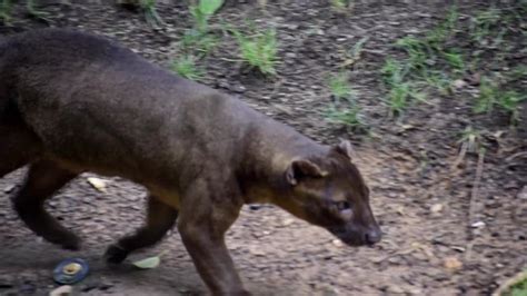 Imágenes De Eupleridae Descubre Bancos De Fotos Ilustraciones