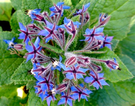 Bourrache à Fleurs Bleues Manashanti Yoga