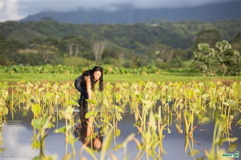 Hanalei Taro