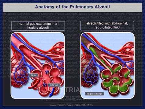 Anatomy Of The Pulmonary Alveoli