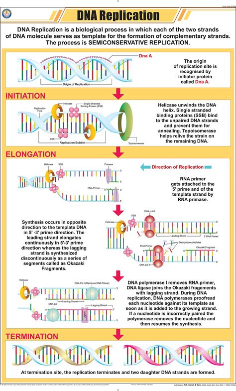 Stg36 Teachingnest Dna Replication Chart 58x90 Cm English General Science Desertcart New Zealand