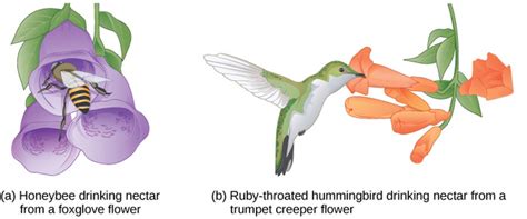 Reproductive Isolation Speciation