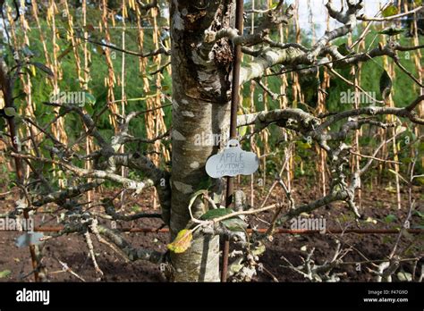 Laxtons Fortune Apple Tree Growing In The Vegetable Garden At The Lost Gardens Of Heligan