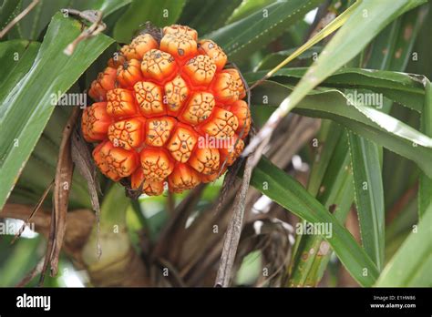 Kewda Flower In English