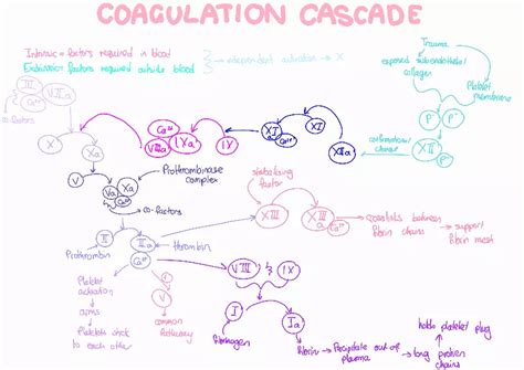 Coagulation Cascade Secondary Hemostasis Western Sydney University