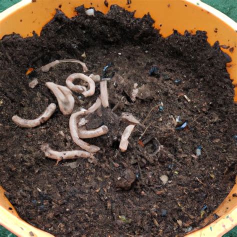 How To Culture Blackworms A Guide For Beginners The Enlightened Mindset