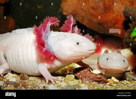 Axolotl Ambystoma Mexicanum Display Full Image Axolotl Ambystoma