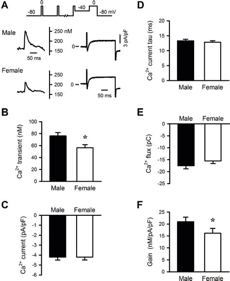 Figure 2 From The Impact Of Estrogen And The Camppka Pathway On Male