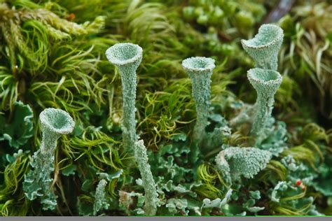 I Lichen The Look Of You A Rare Lichen Covered Fingerpost Thats Been