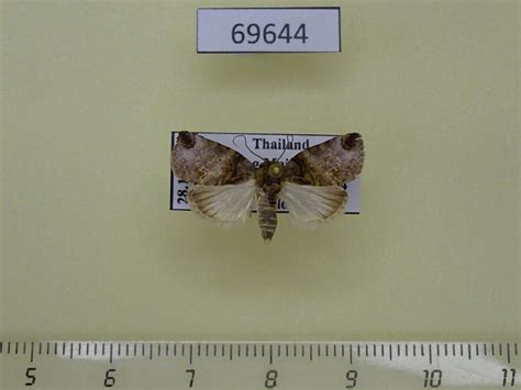 Noctuidae Garella Curiosa Thailand Fareastinsects