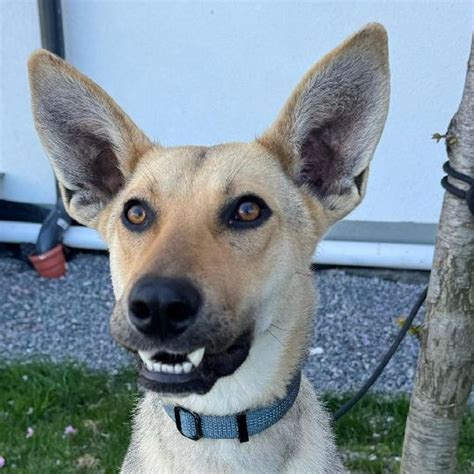 Puya Hundar Längtar Hem