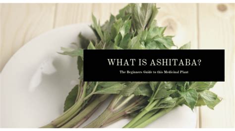 What is Ashitaba? The Beginners Guide to this Edible Plant – Kenko