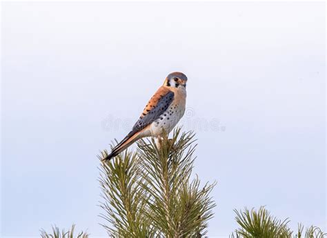 american kestrel male close up portrait stock image image of peaceful