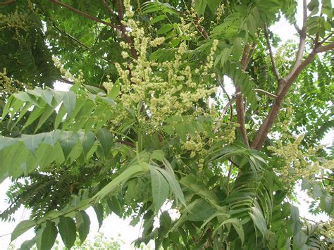 Tree Of Heaven Pictures Images Facts On Tree Of Heaven