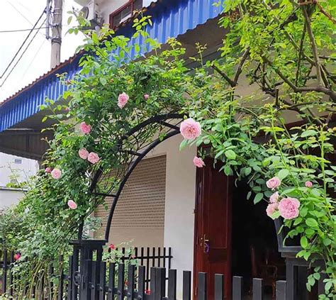 7 Bước Thiết Kế Giàn Hoa Sân Vườn Sang Chảnh 20 Mẫu Giàn Hoa Sắt Đẹp