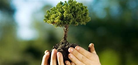 How To Choose The Right Tree Mitigation Service Provider Texas Tree