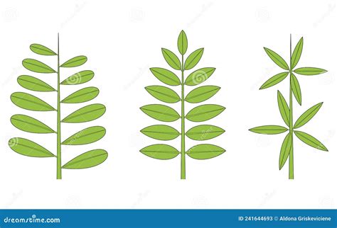 Phyllotaxis 3 Types Of Leaf Arrangement Stock Illustration