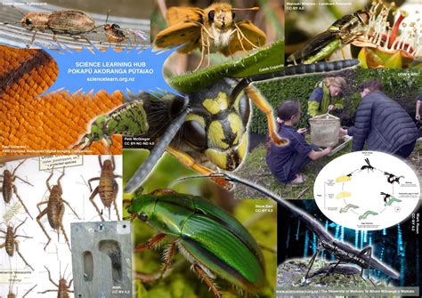 Insect Taxonomy — Science Learning Hub