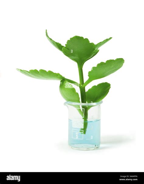 Plant Testing Cut Out Stock Images And Pictures Alamy