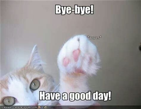 Memes Cat Goodbye Goodbye Weekend — Steemit