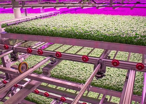 80 Acres Farms Acquires Three Kalera Vertical Farms To Expand National