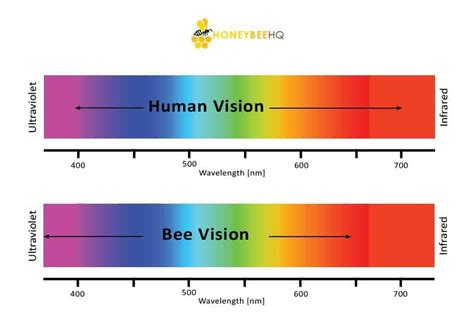 How Do Bees See The World This Is Their Superpower Whatbugisthat