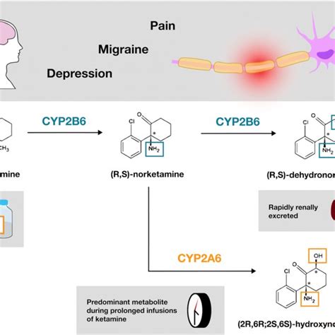 Ketamine And Its Primary Metabolites Download Scientific Diagram